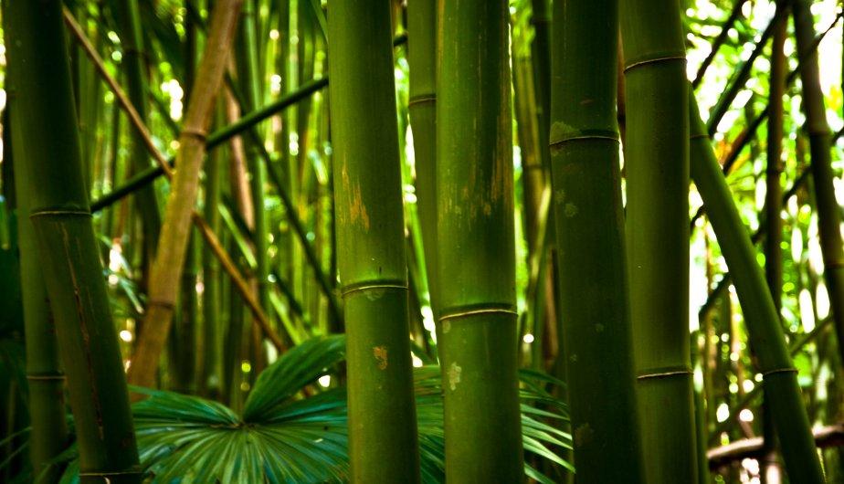 Hermosa metáfora sobre prepararse para la vida como lo hace el Bambú ...